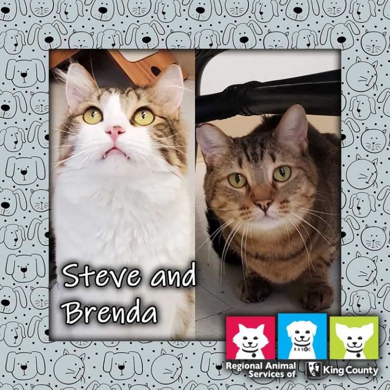 Pets of the Week: Steve and Brenda | Tails from RASKC